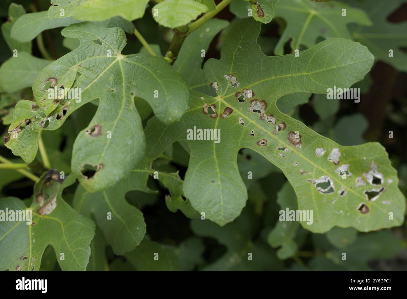 Fungal disease on fig leaf, Common fig (Ficus carica), pest ...