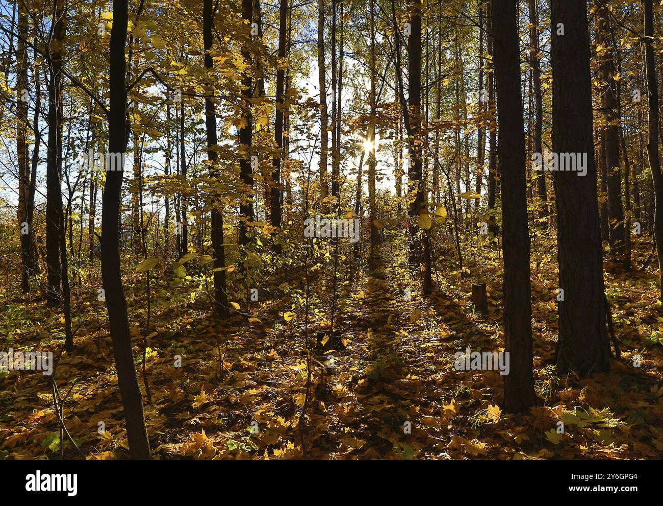 Beautiful forest autumn colors hi-res stock photography and images - Alamy