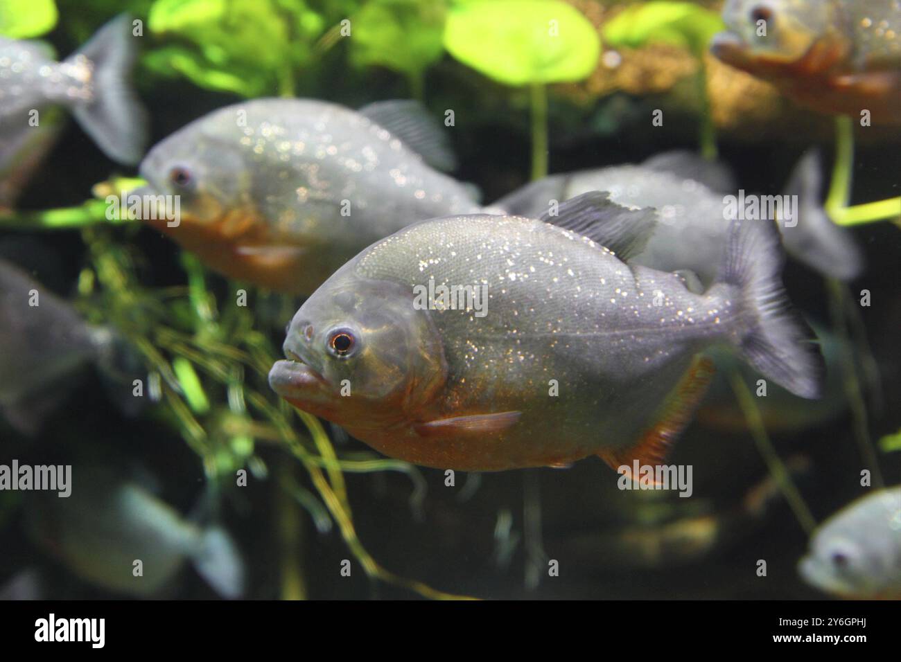 Piranhas fish underwater Stock Photo - Alamy