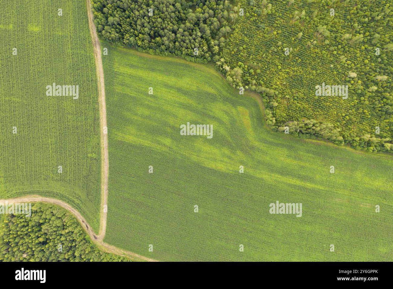 Aerial top view drone photography of a land with sown green fields in ...