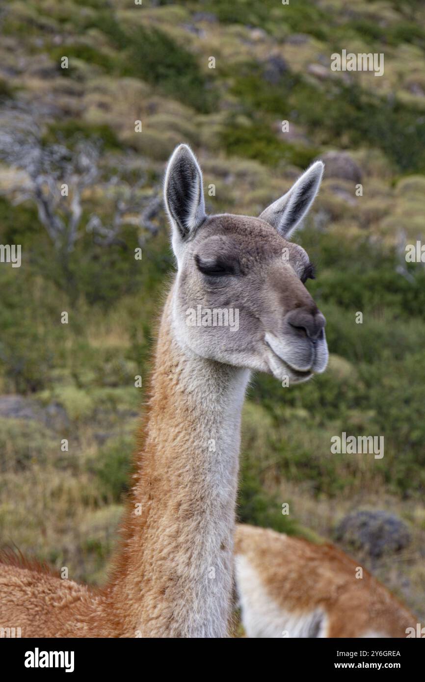 Food, Guanaco llama species in chiean Patagonia in national park Torres ...