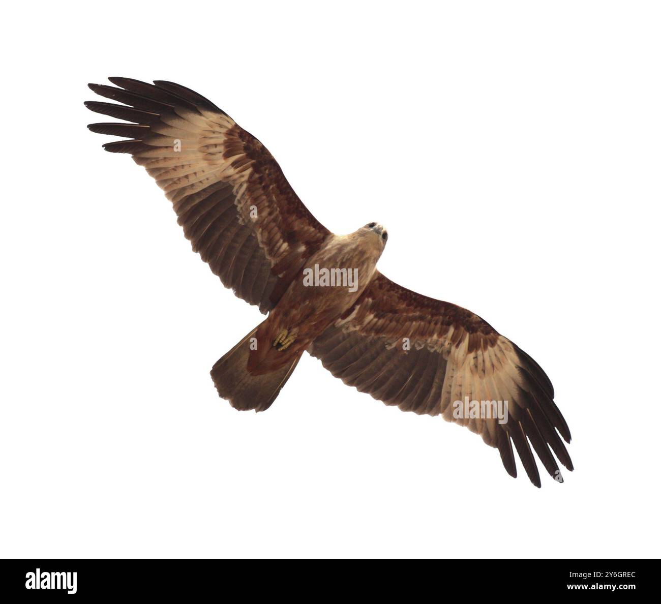Flying hawk isolated on white Stock Photo - Alamy