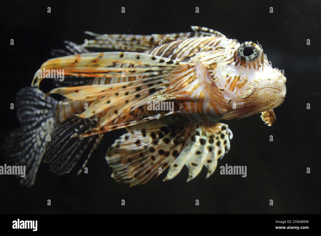 Zebra danio hi-res stock photography and images - Alamy
