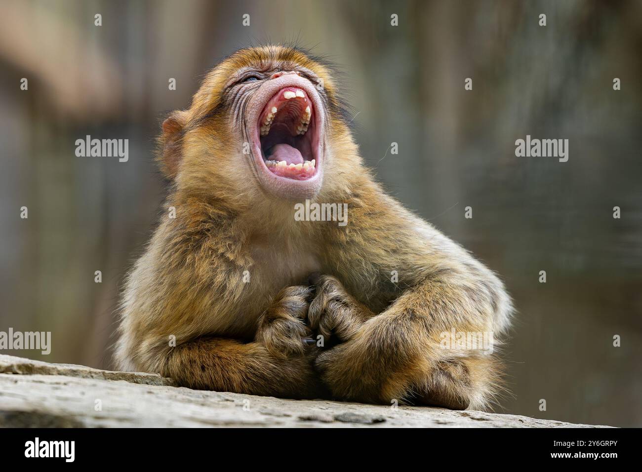 Monkey mouth wide open teeth hi-res stock photography and images - Alamy