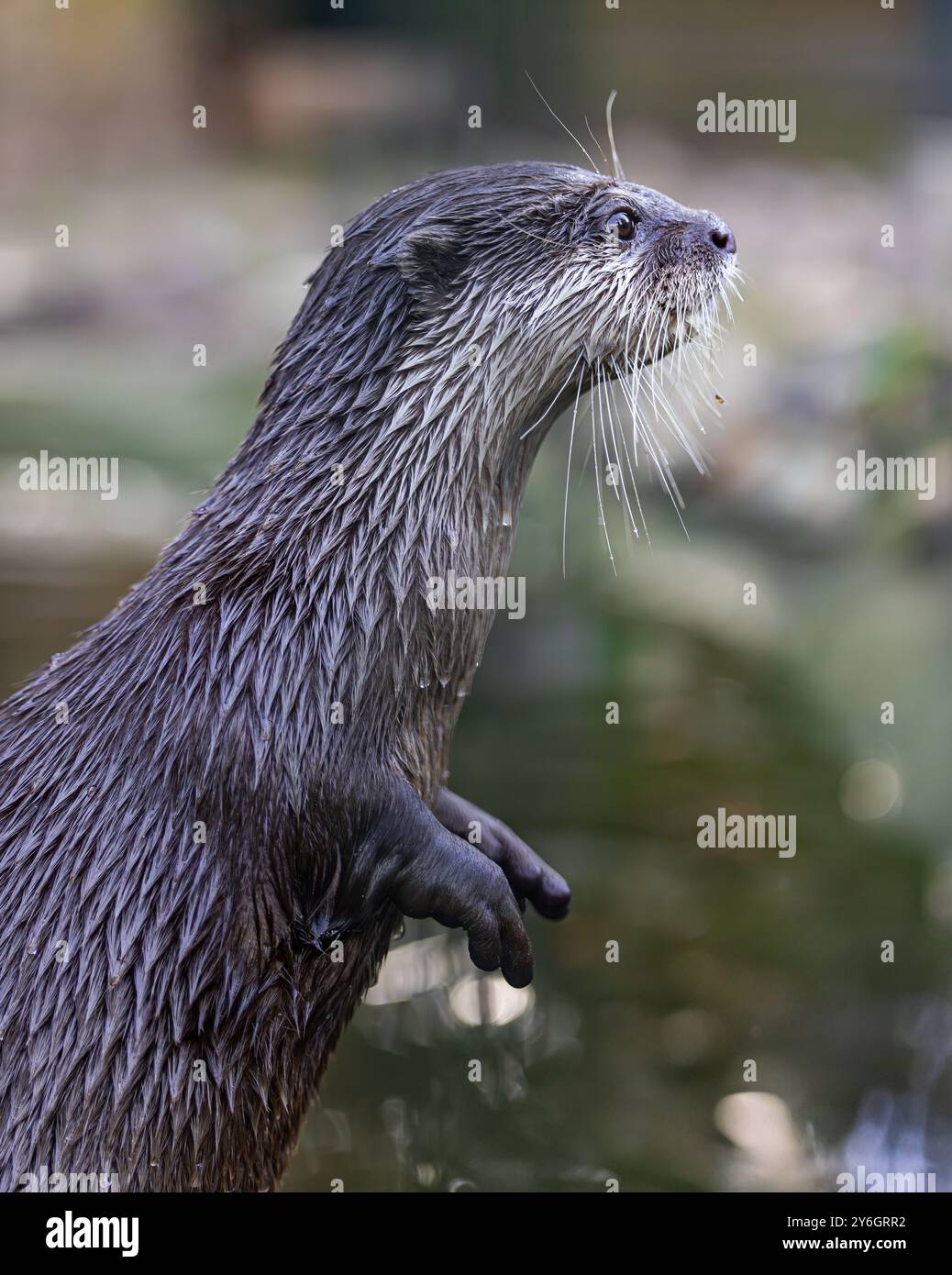 Close-up of a wet otter standing on its hind legs by the water Stock ...