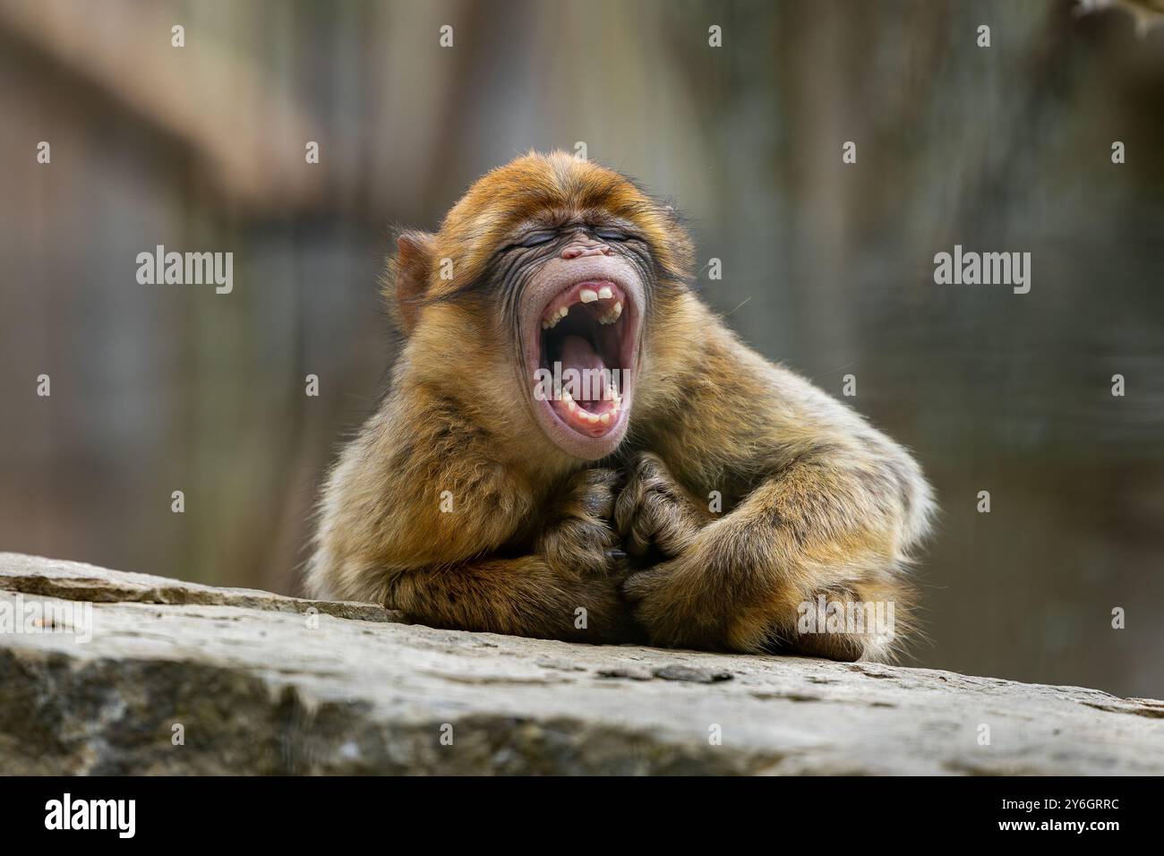 A close-up of a yawning monkey sitting on a rock, showcasing its teeth ...