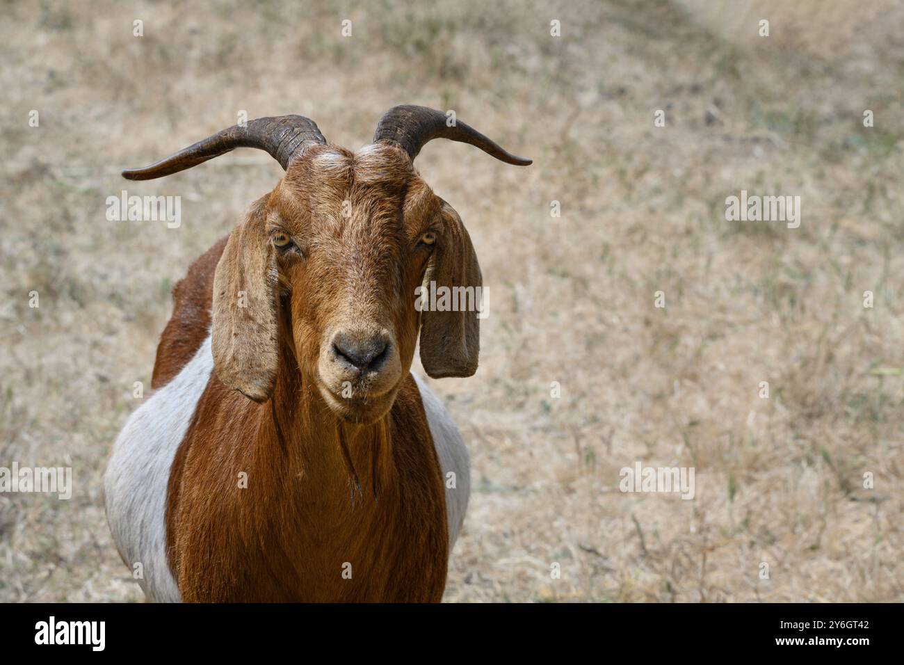 Male goat hi-res stock photography and images - Alamy