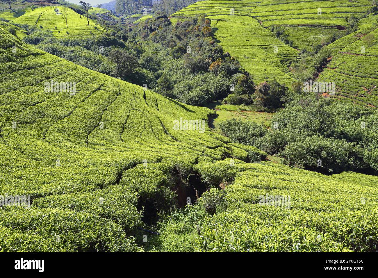 Mountain tea plantation in Sri Lanka Stock Photo - Alamy