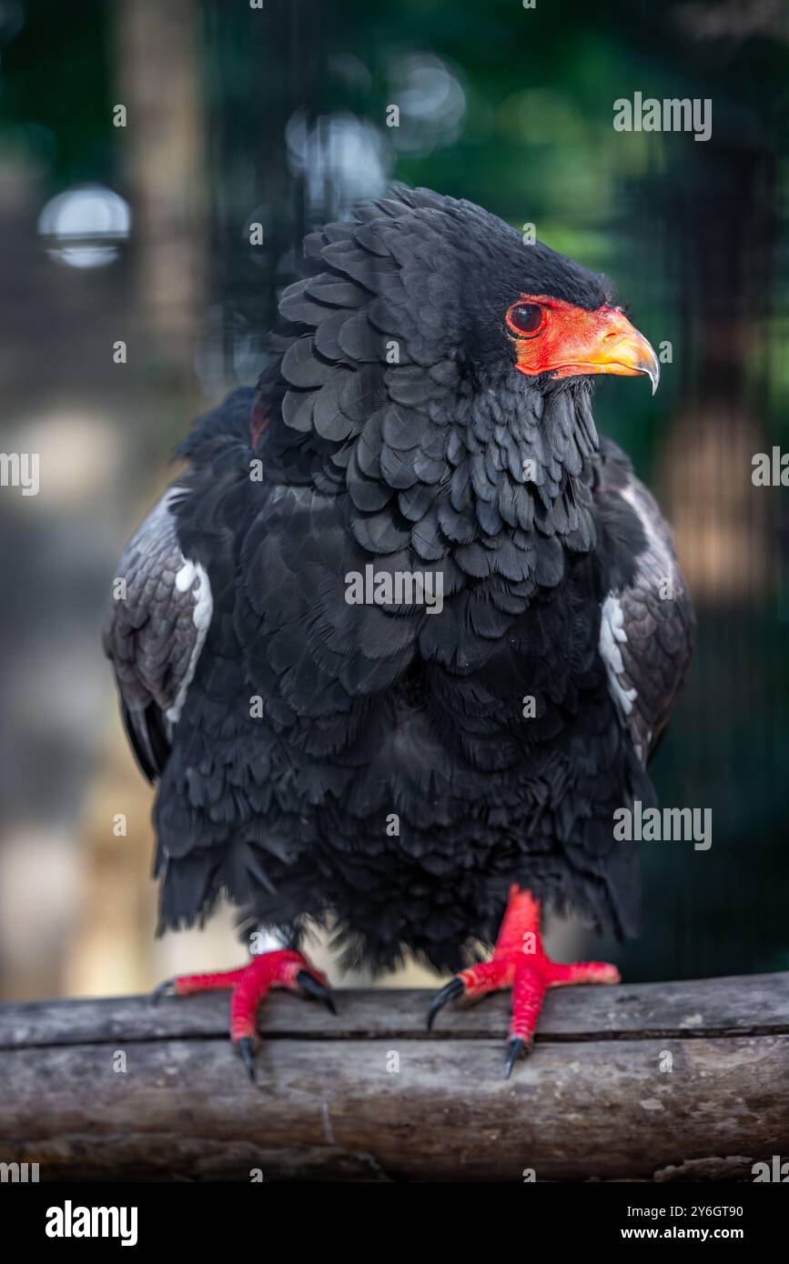 Eagle feet hi-res stock photography and images - Alamy