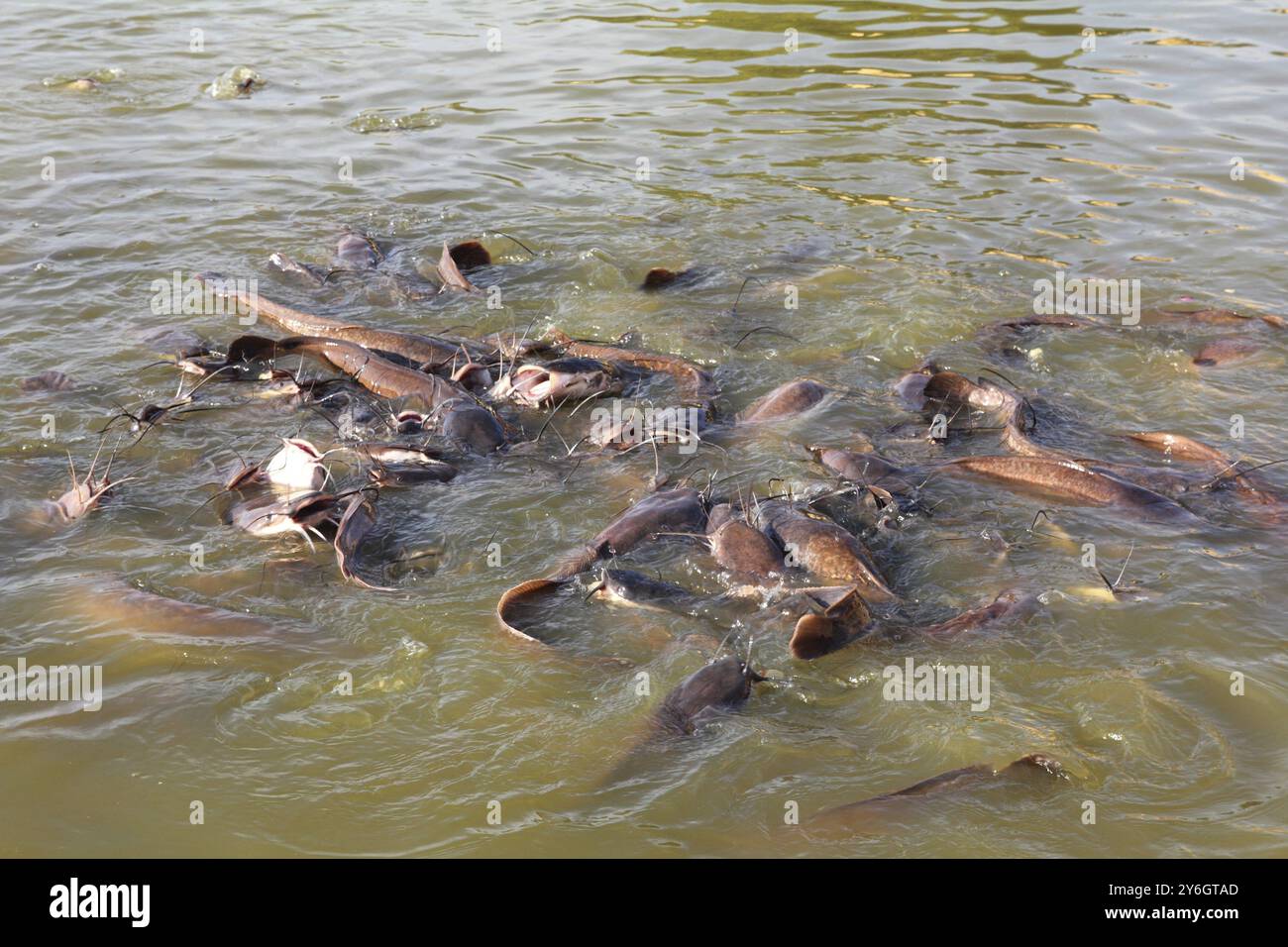 Many fish splashing in lake, where local people feed them, India, Asia ...