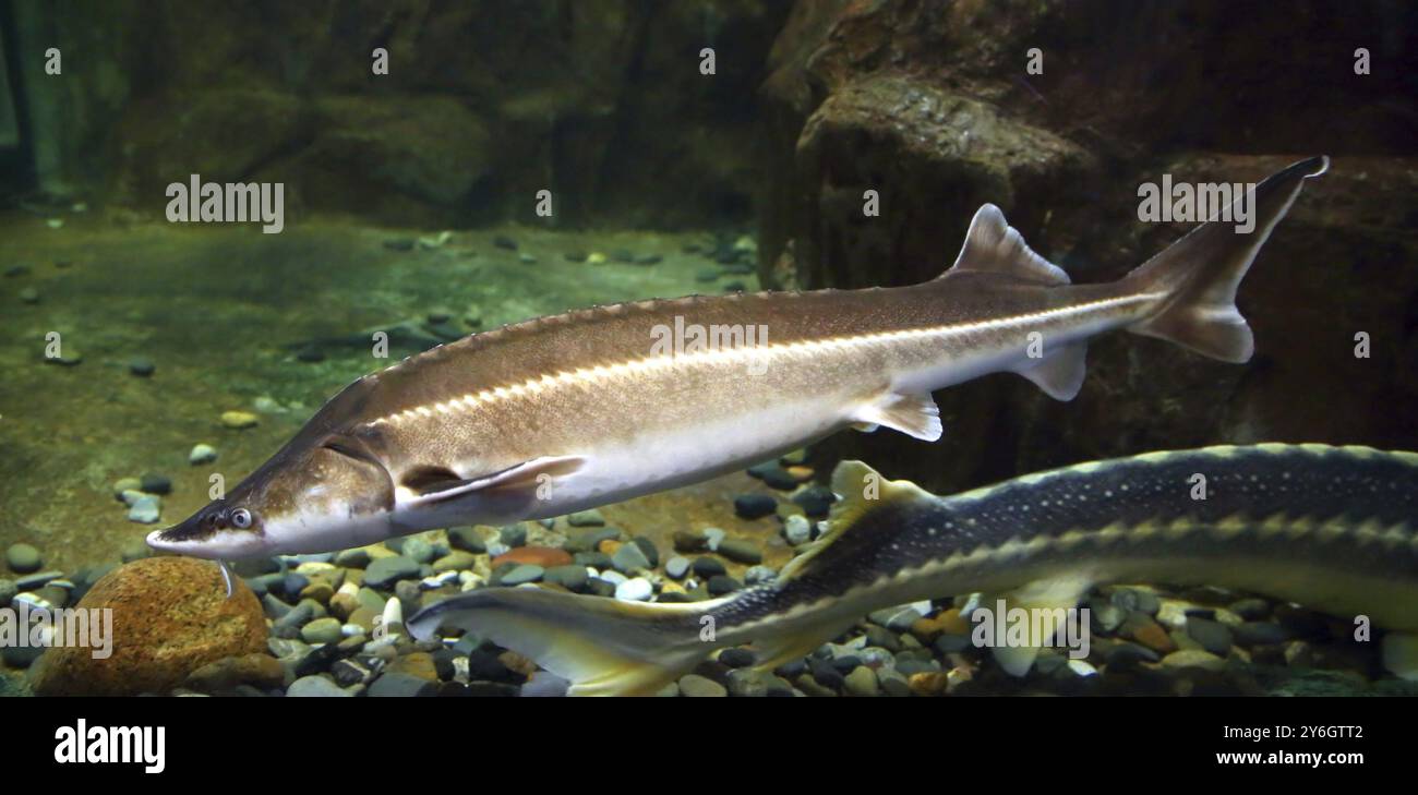 Big russian sturgeon fish underwater Stock Photo - Alamy