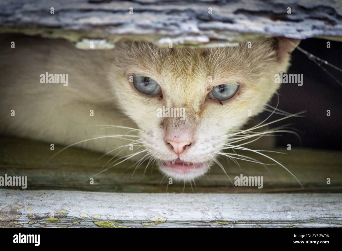 Angry and scared white cat peeking and hiding from behind a crack in ...