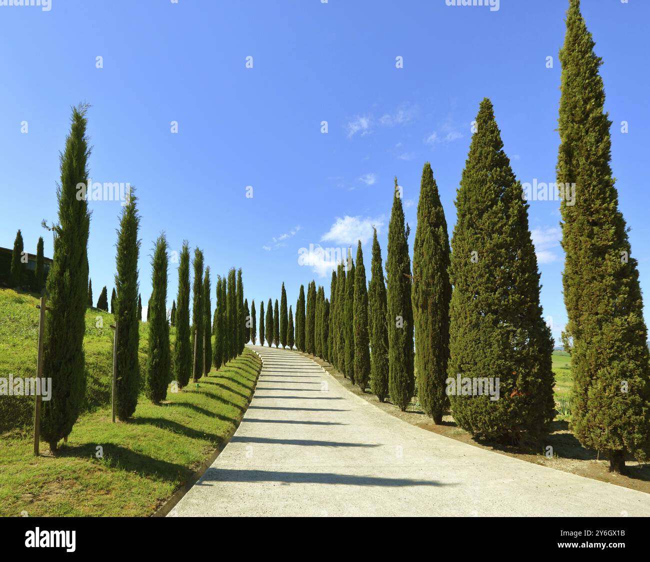 Conifer trees of europe hi-res stock photography and images - Alamy