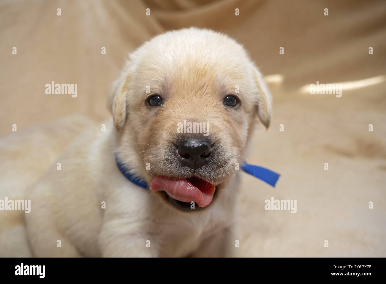 Beautiful young yellow labrador retriever puppy dog portrait Stock ...