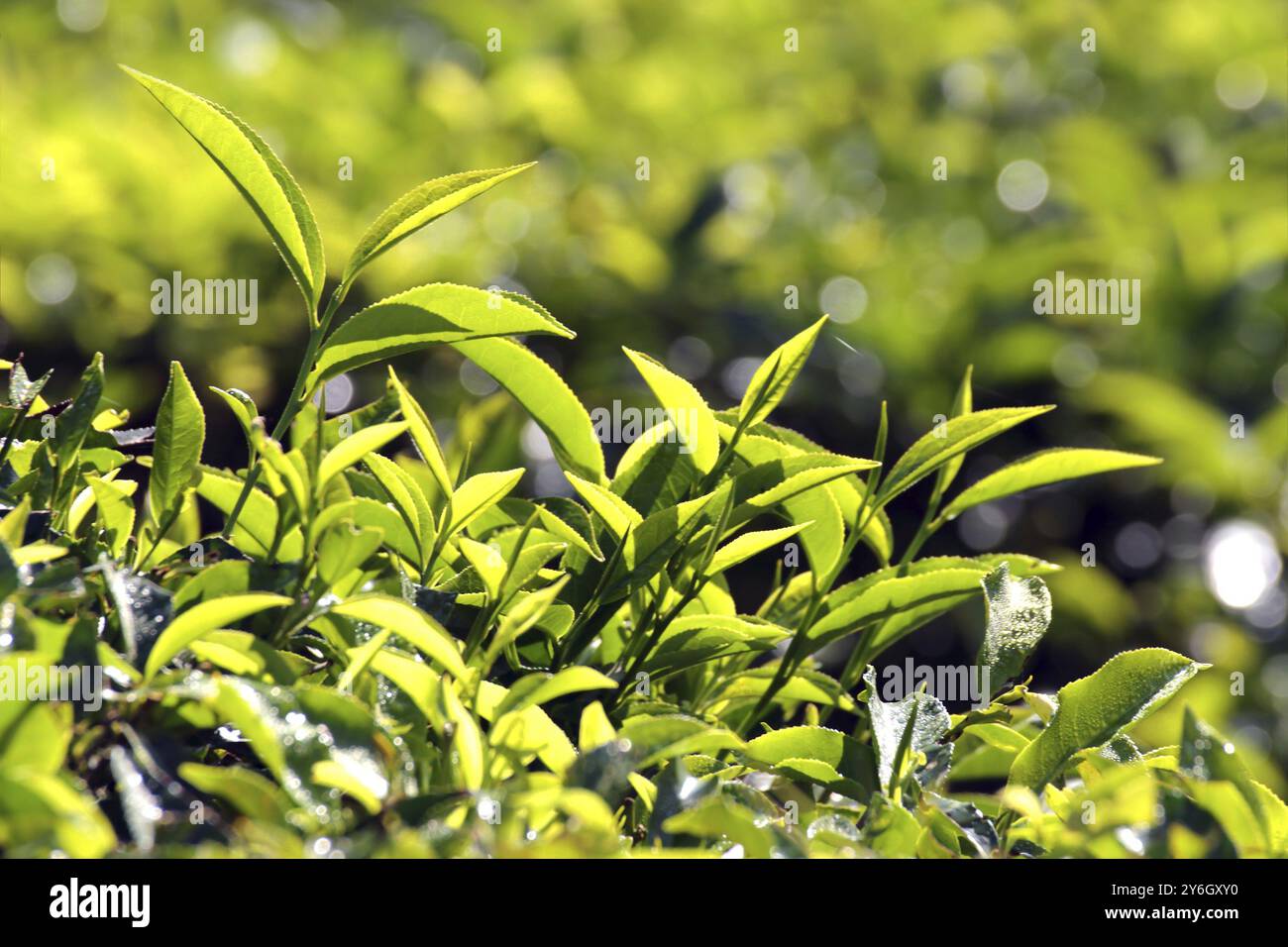 Tea plants in Munnar Kerala India Stock Photo - Alamy