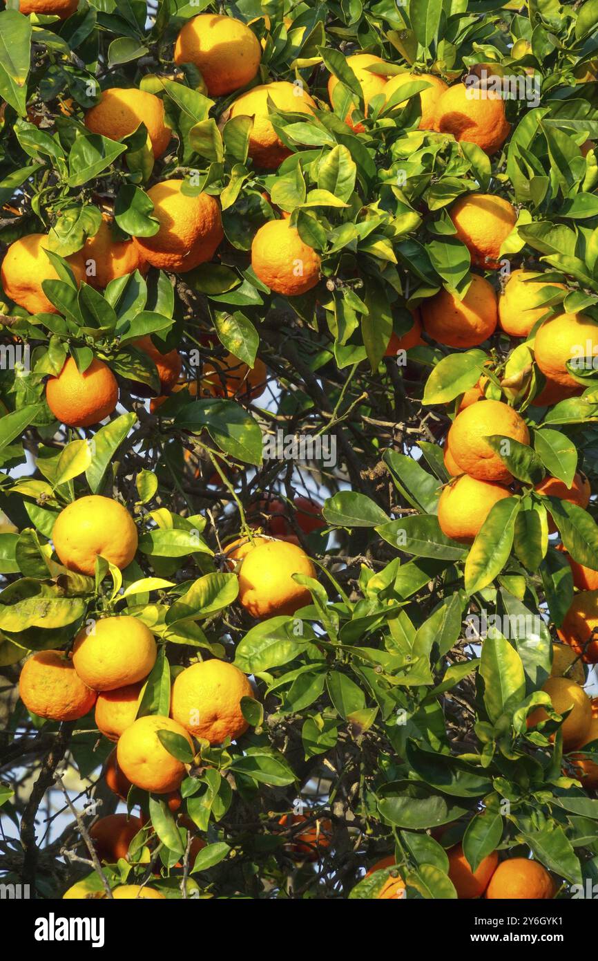 One orange fruit tree hi-res stock photography and images - Alamy