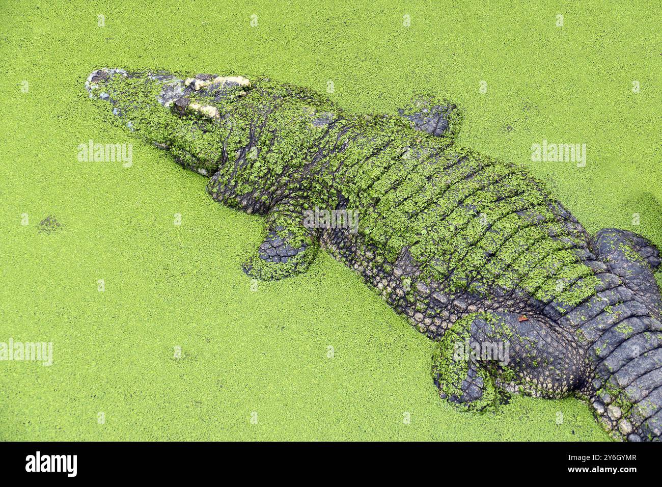 Crocodile floating in the lake among the green slime Stock Photo - Alamy