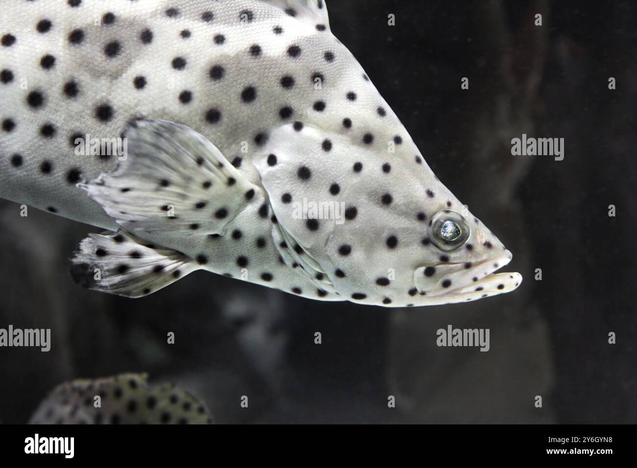 Tropical fish Panther grouper, Cromileptus altivelis Stock Photo - Alamy