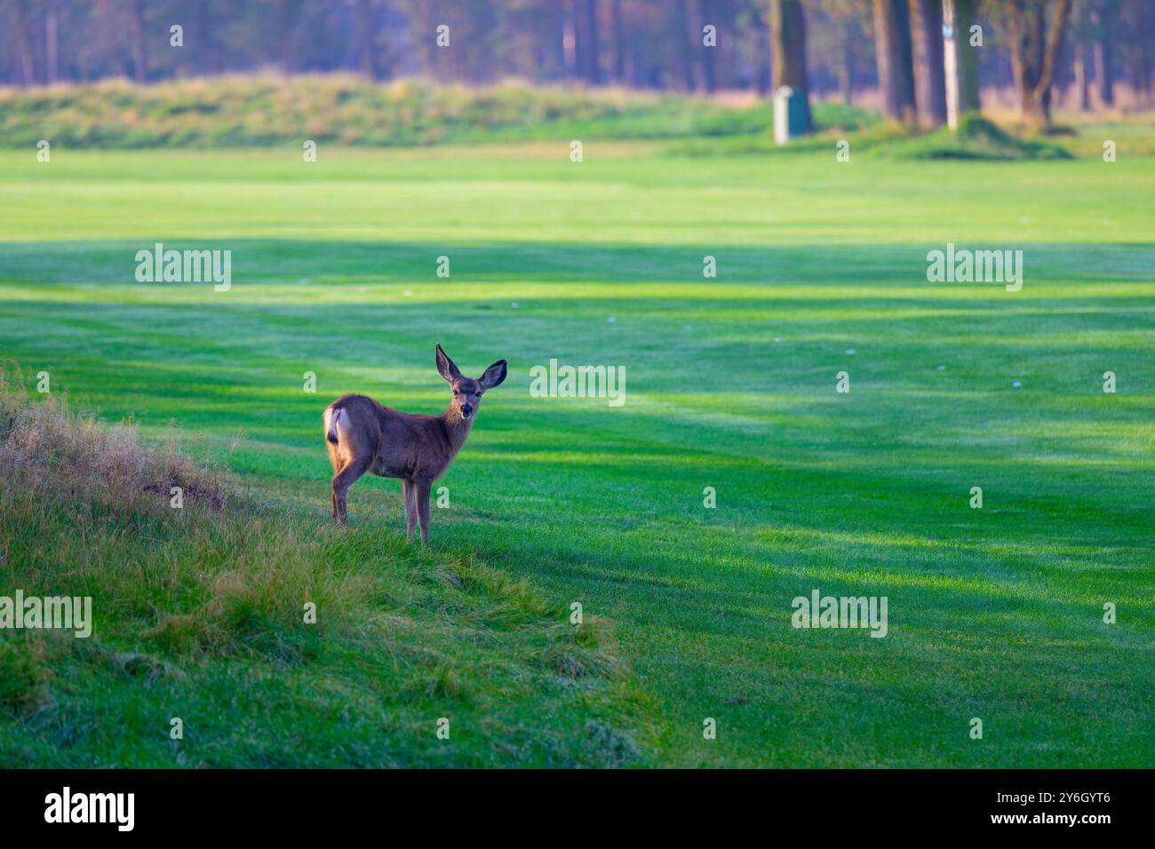 A YOUNG WHITE TAIL DEER ON THE FAIRWAY OF A GOLF COURSE AT SUNRIVER ...