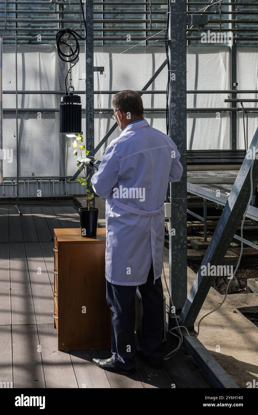 Scientist measuring plant photosynthesis by using portable device in ...