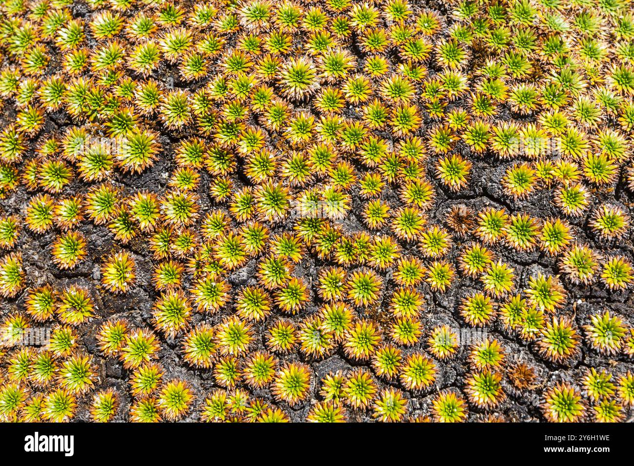 Gaeden plant hi-res stock photography and images - Alamy
