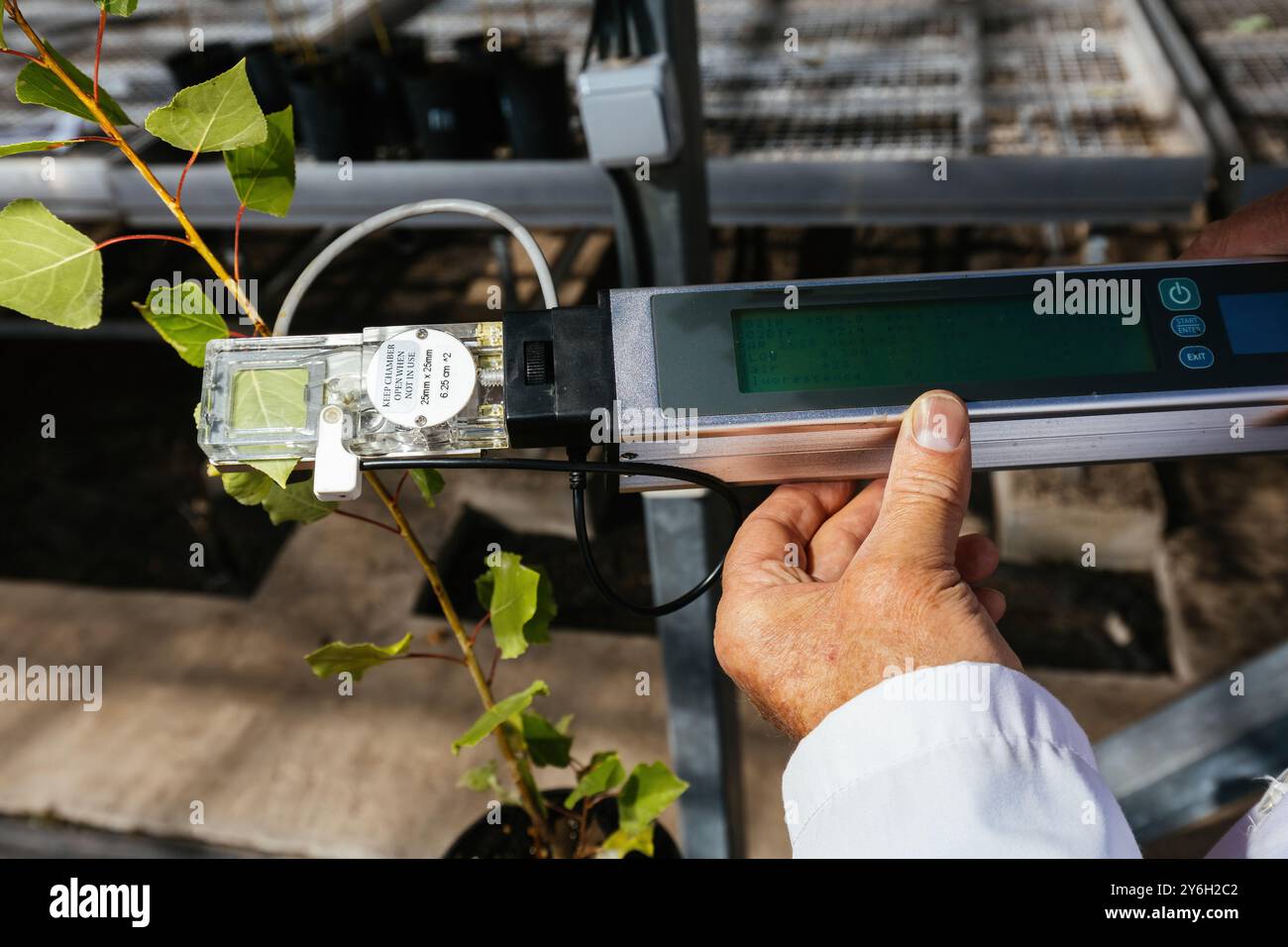 Scientist measuring plant photosynthesis by using portable device in ...