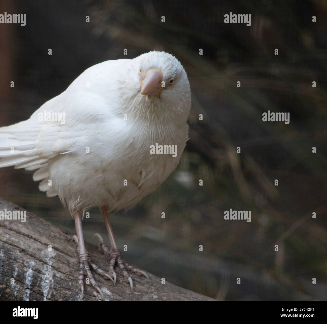 the albino raven has a pink beak and white feathers Stock Photo - Alamy