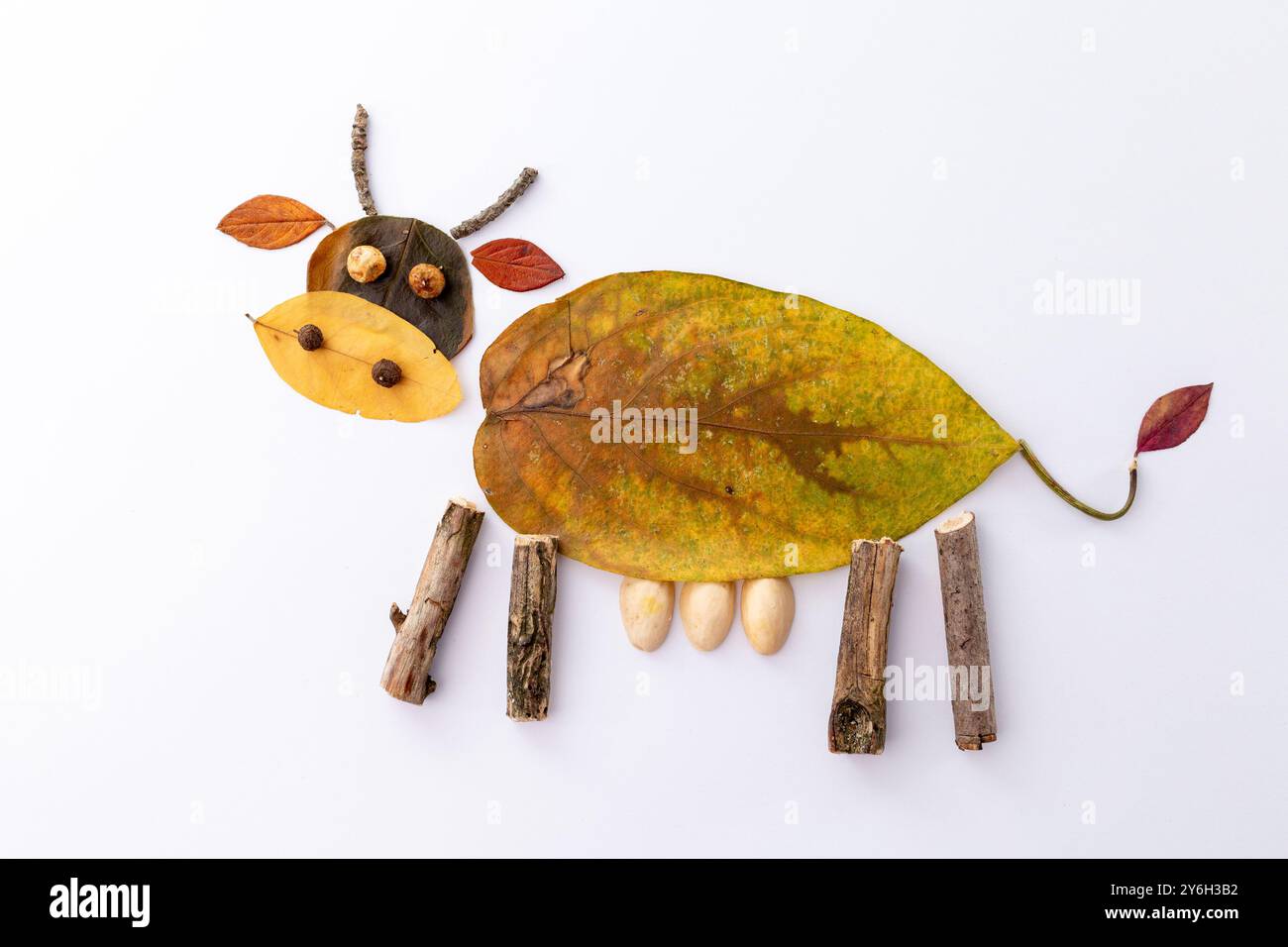 DIY leaf craft, various colorful dead leaves, Top view, autumn nature ...
