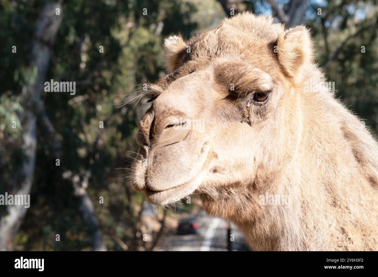 Camels are mammals with brown eyes, long lashes, a big-lipped snout and ...
