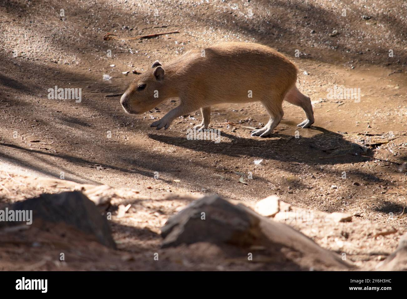 Capybara is a giant cavy rodent native to South America. It is the ...