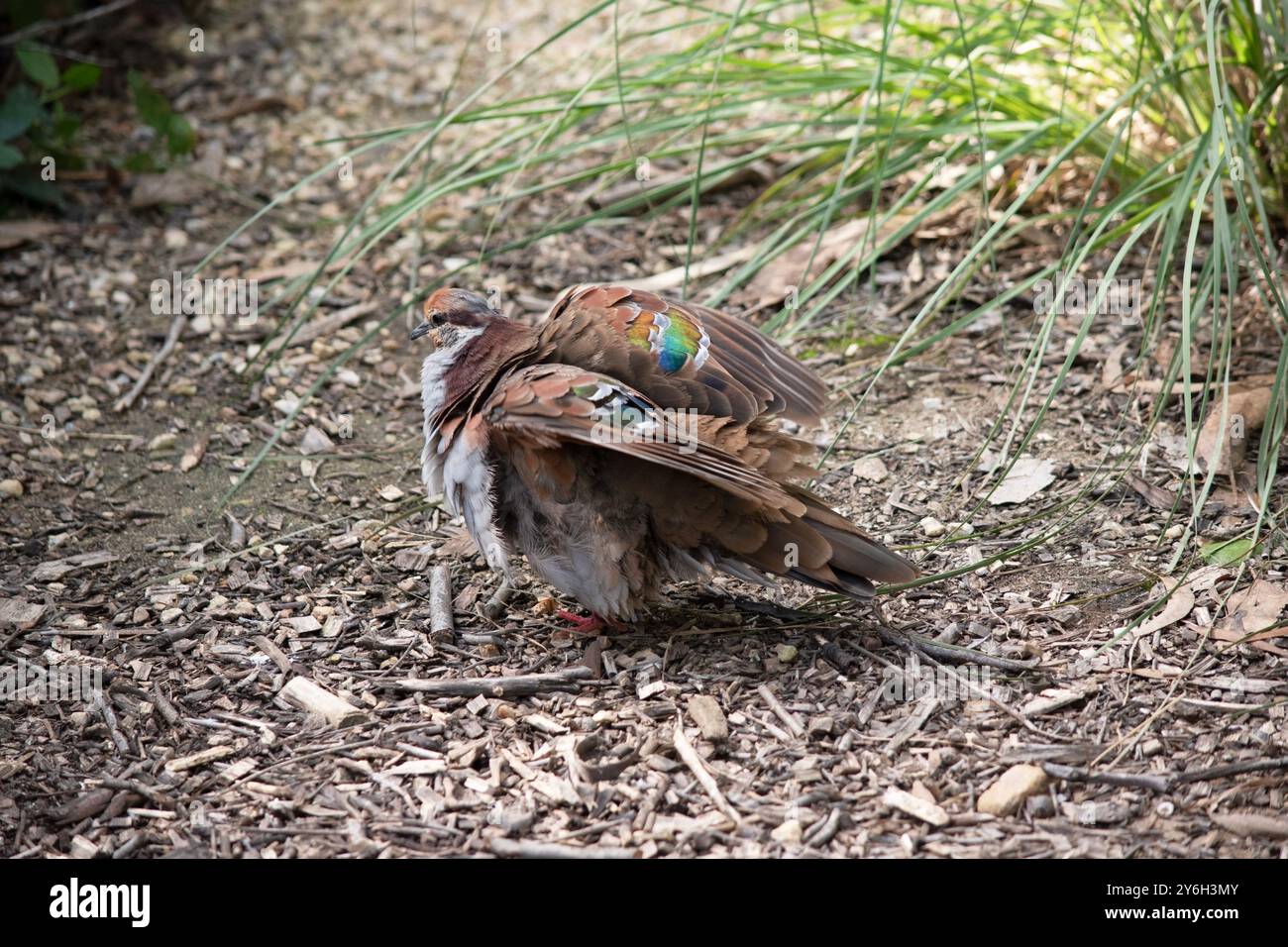 The common bronzewing pigeon has a cream forehead and side of nape ...