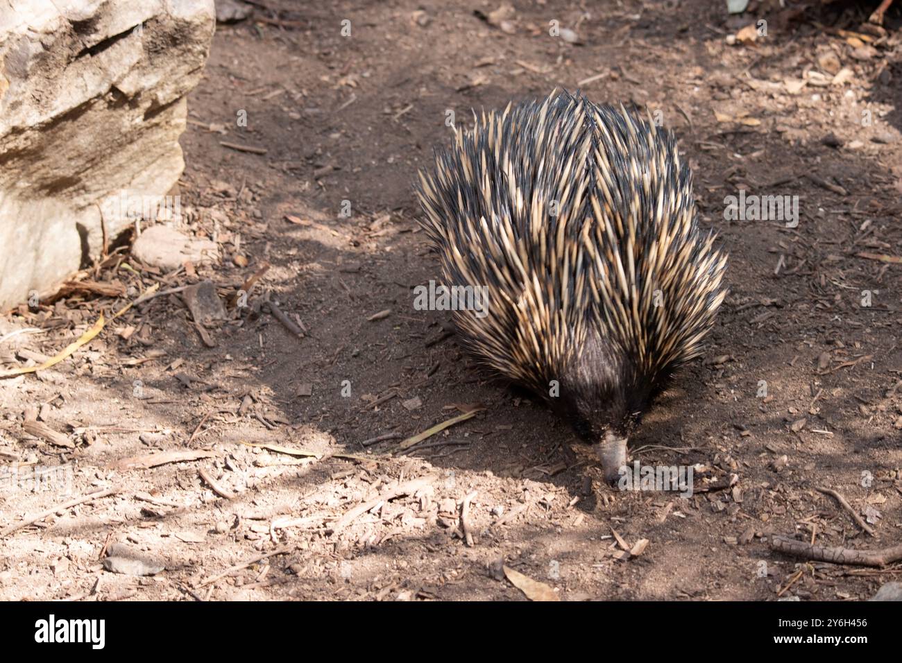 The short nosed echidna has strong-clawed feet and spines on the upper ...
