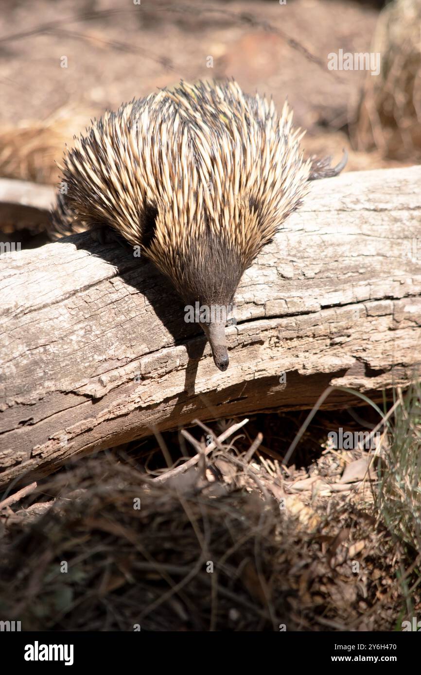 The short nosed echidna has strong-clawed feet and spines on the upper ...