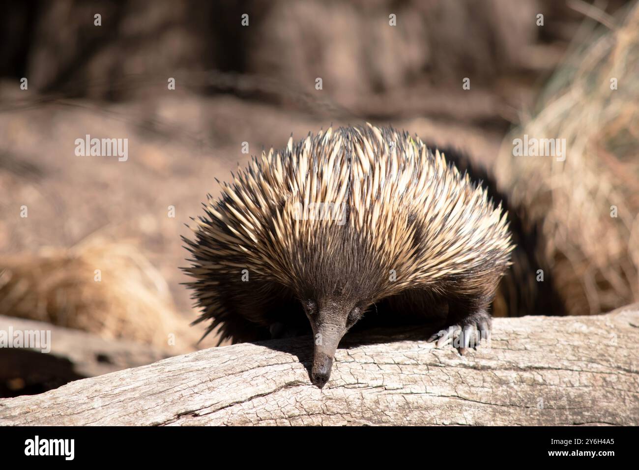 The short nosed echidna has strong-clawed feet and spines on the upper ...