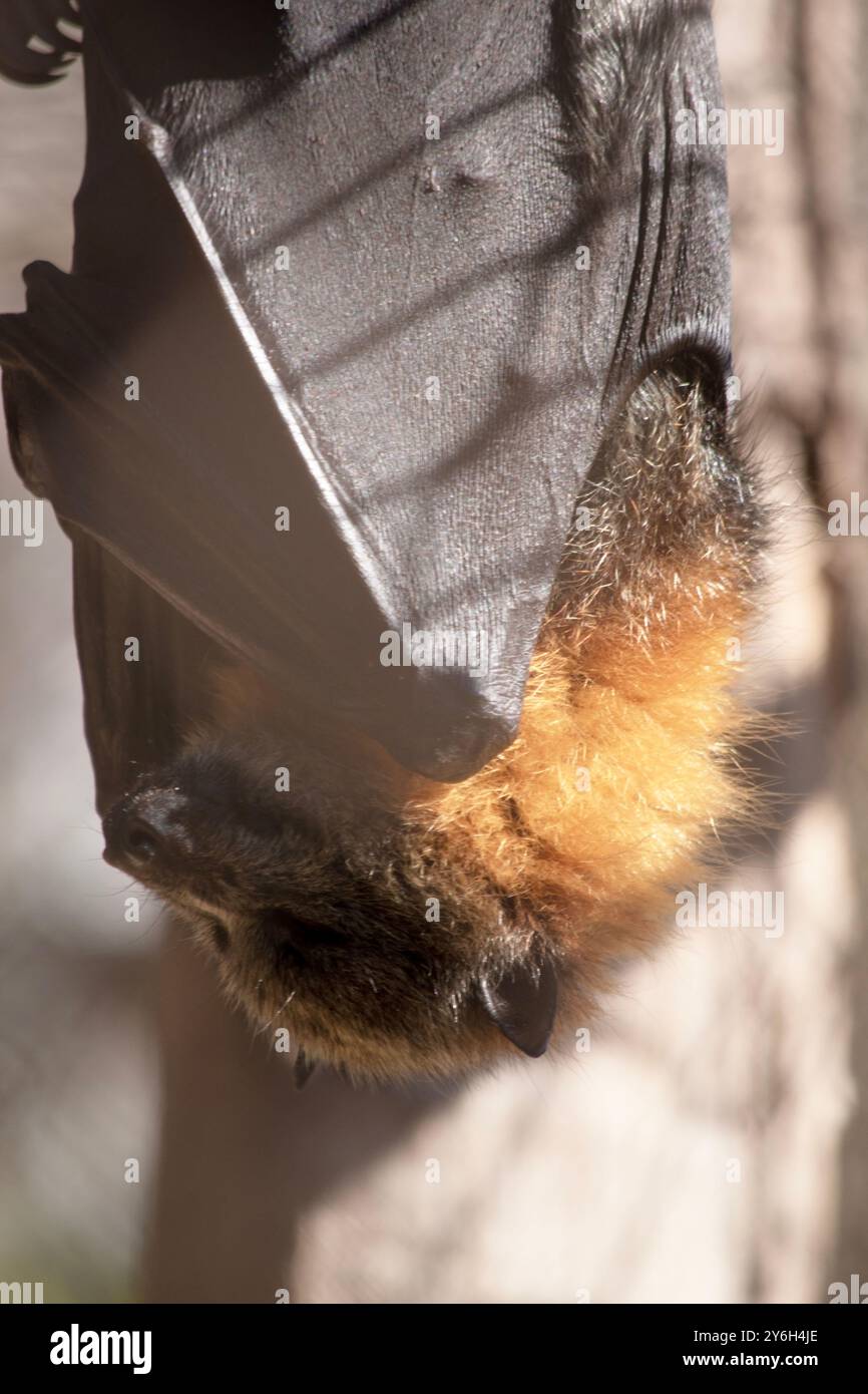 Bats are the only mammals that can fly. Instead of arms or hands, they ...