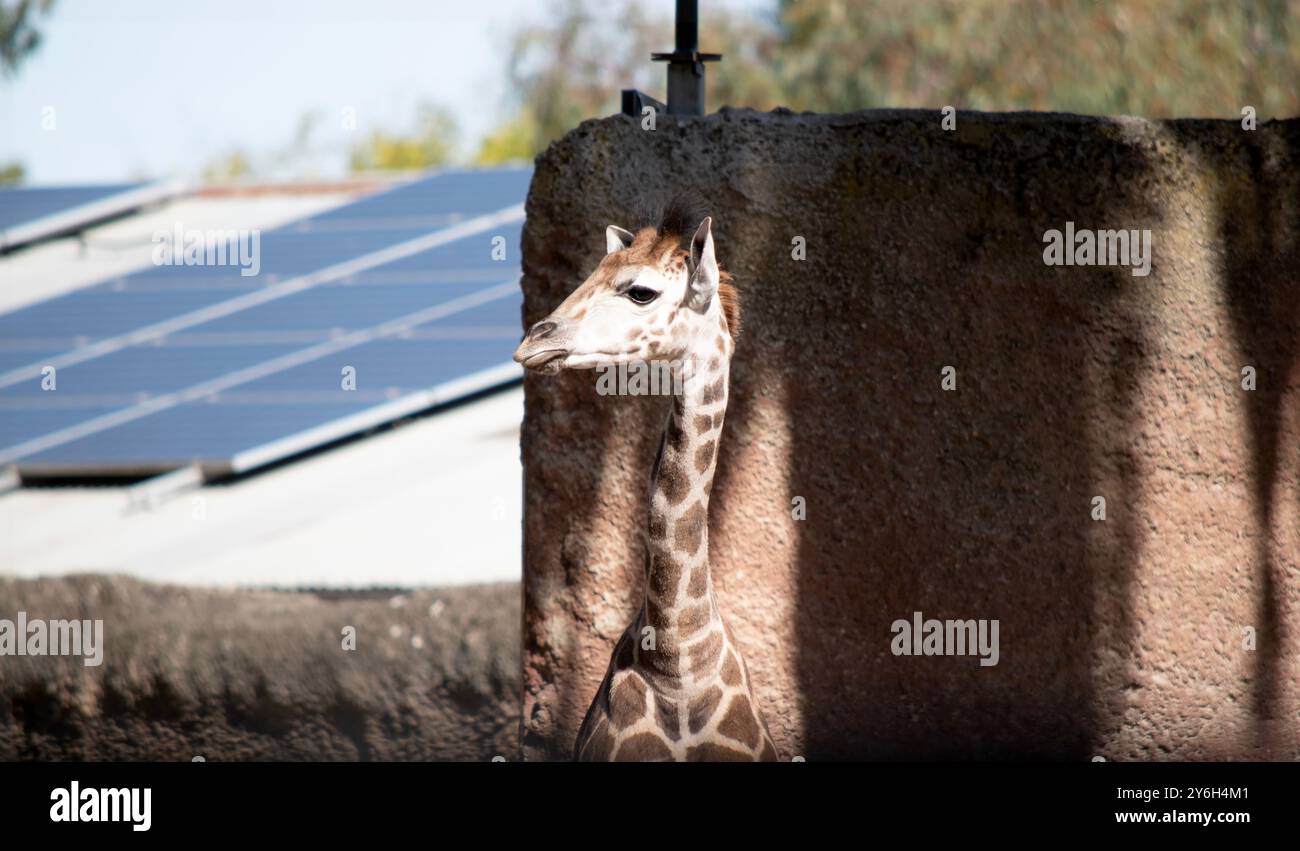 The giraffe is the tallest of all mammals. The legs and neck are ...