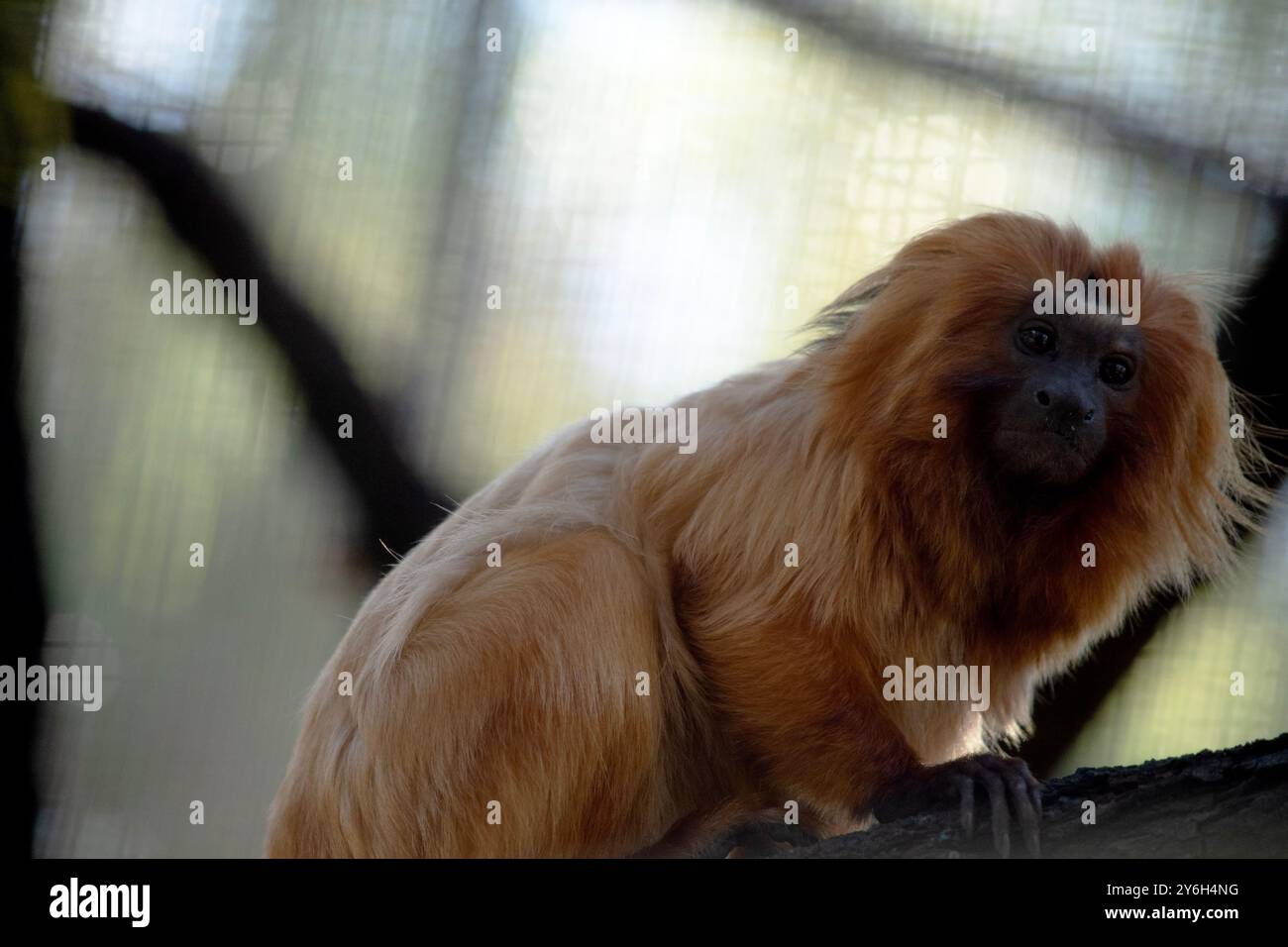 The golden lion tamarin, also known as the golden marmoset, is a small ...