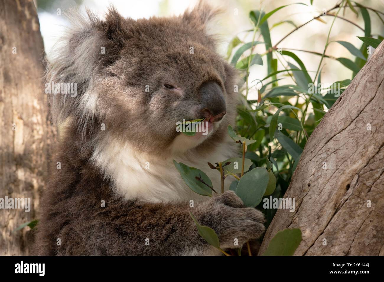 the Koala has a large round head, big furry ears and big black nose ...