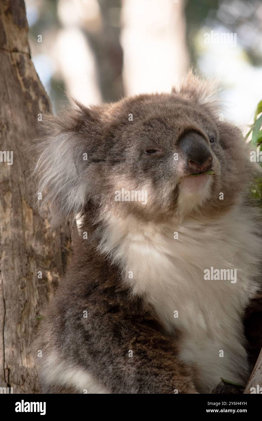 the Koala has a large round head, big furry ears and big black nose ...