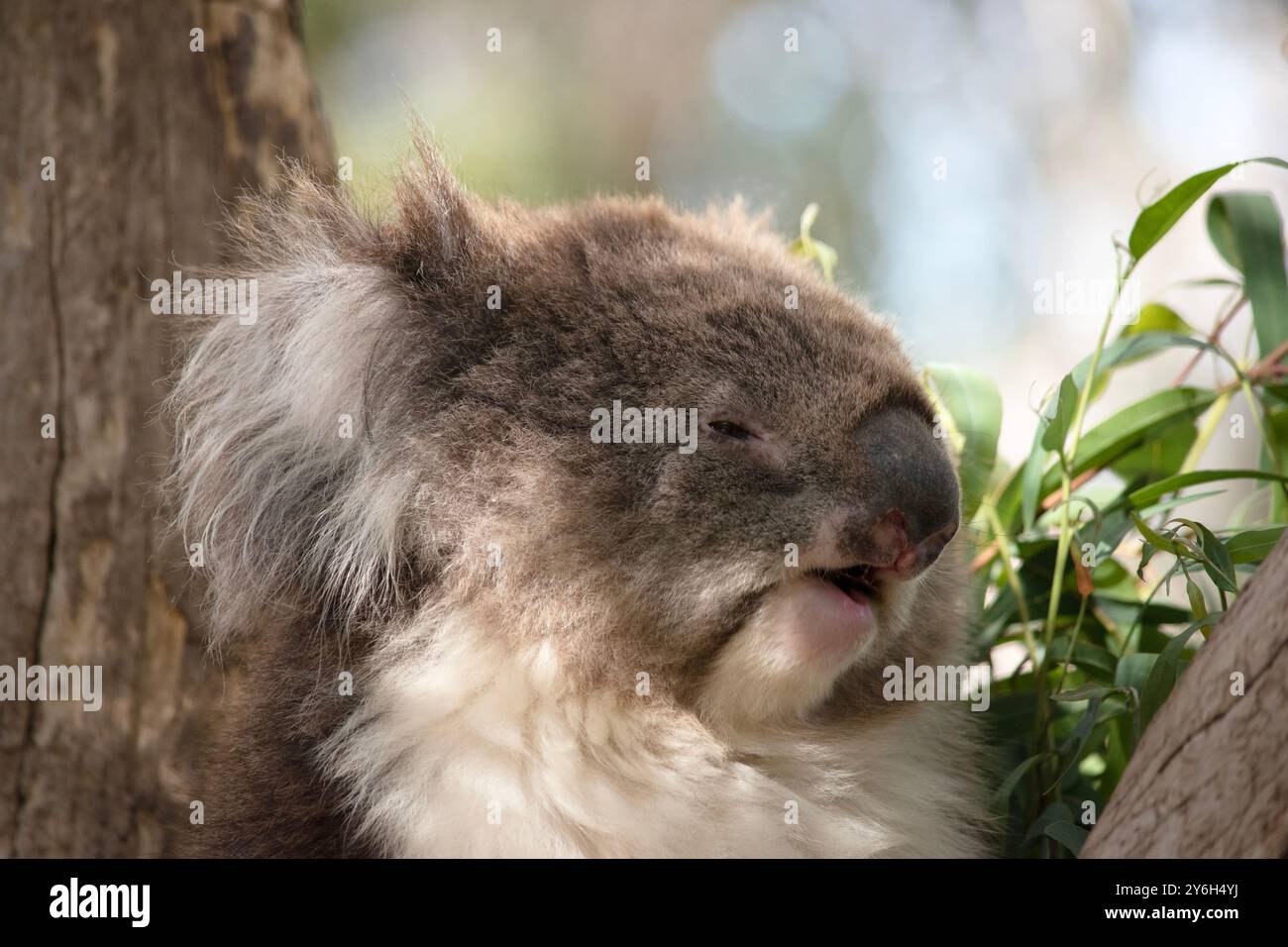 the Koala has a large round head, big furry ears and big black nose ...