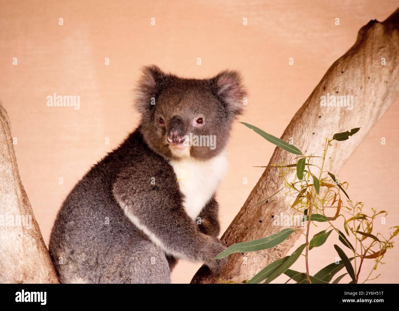 the Koala has a large round head, big furry ears and big black nose ...