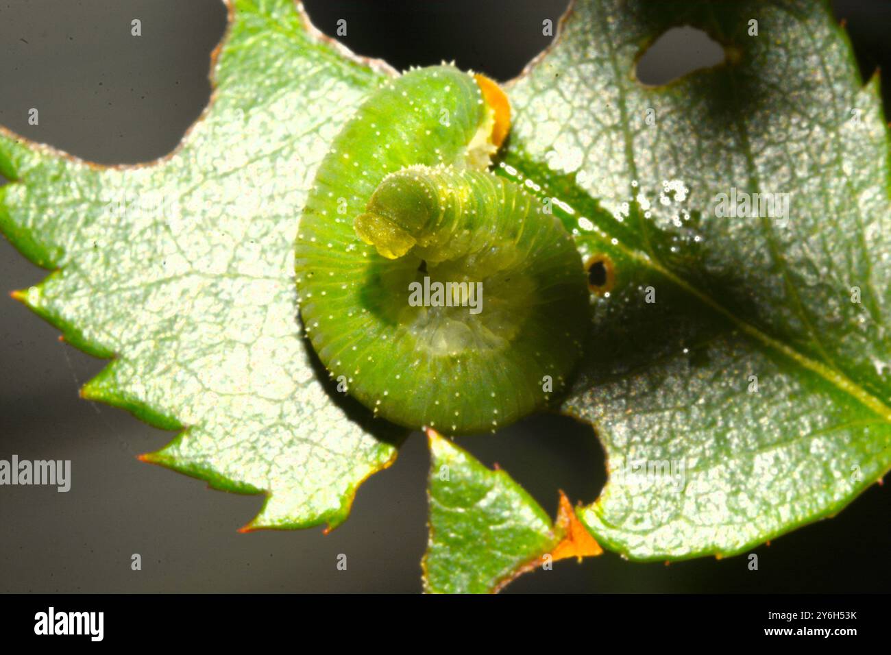 Slug pest damage garden hi-res stock photography and images - Alamy