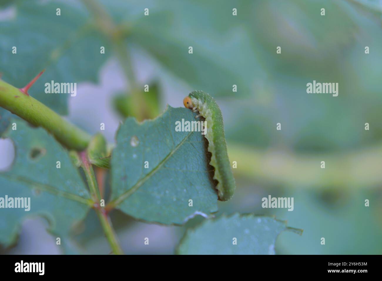 A green bristly rose slug (cladius difformis) is camouflaged as it eats ...