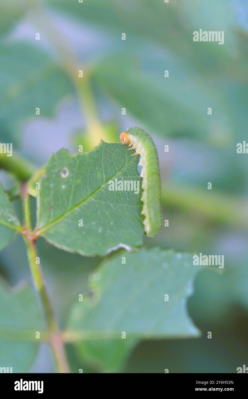 A green bristly rose slug (cladius difformis) is camouflaged as it eats ...