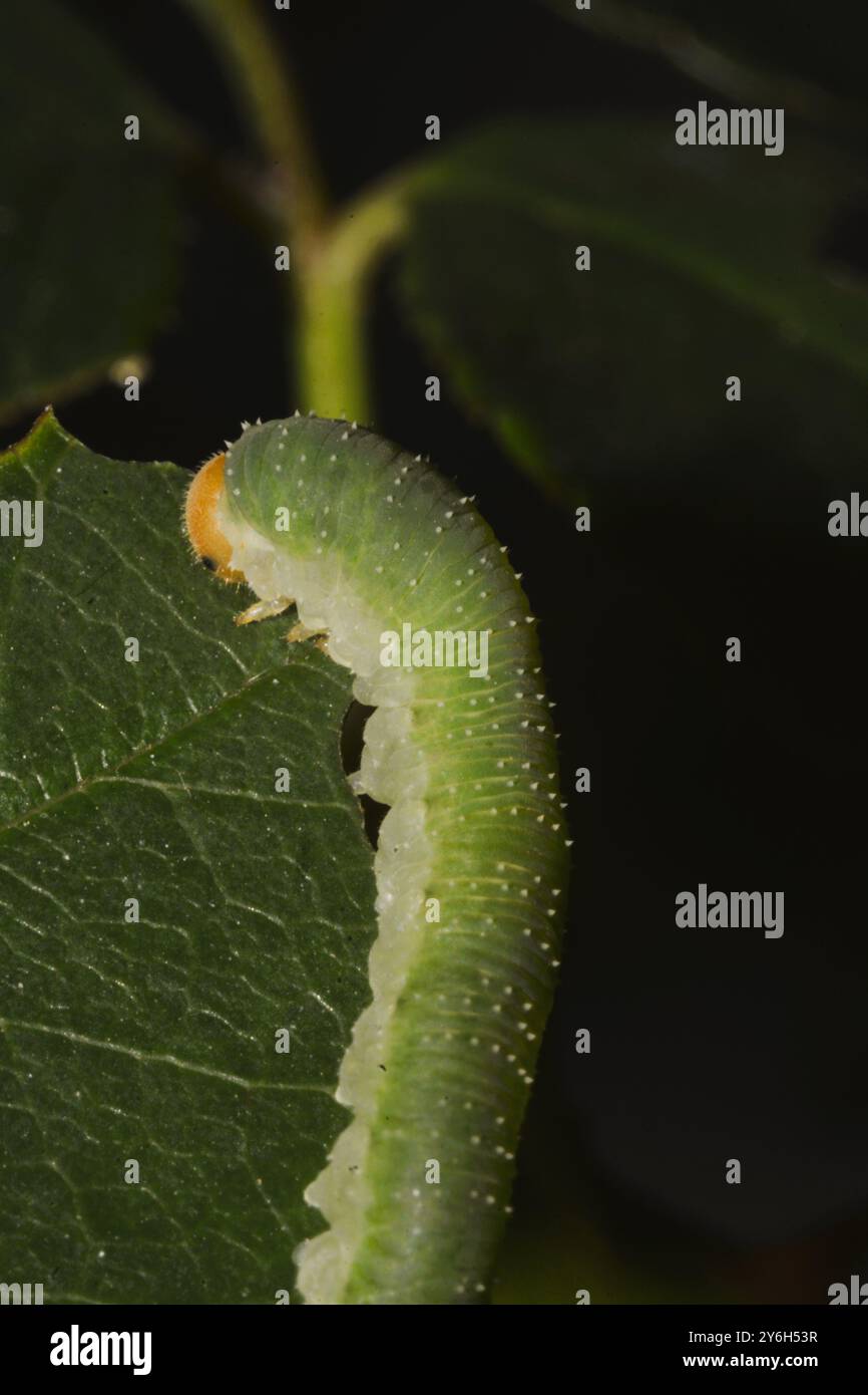 A green bristly rose slug (cladius difformis) is camouflaged as it eats ...