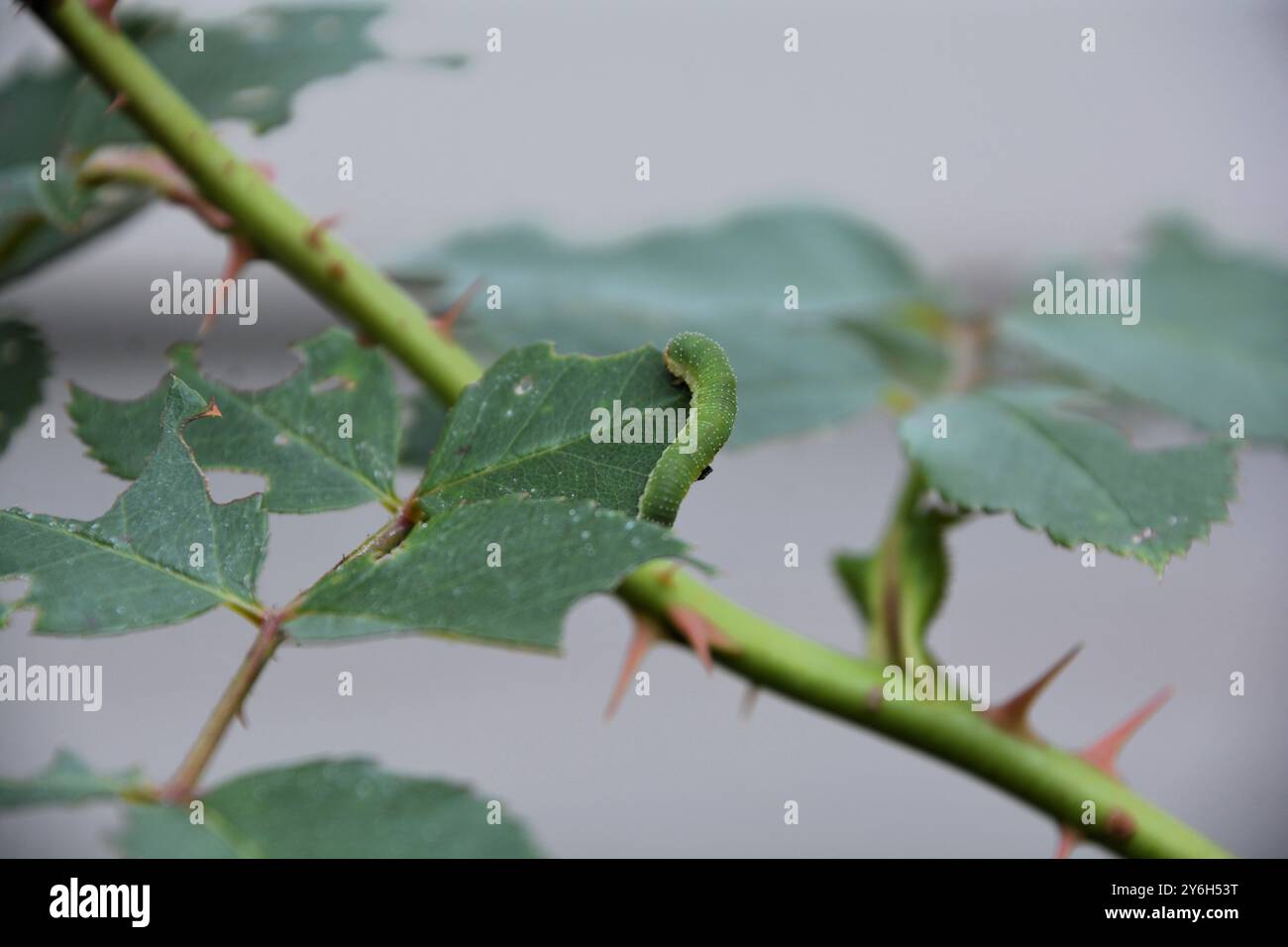 A green bristly rose slug (cladius difformis) is camouflaged as it eats ...
