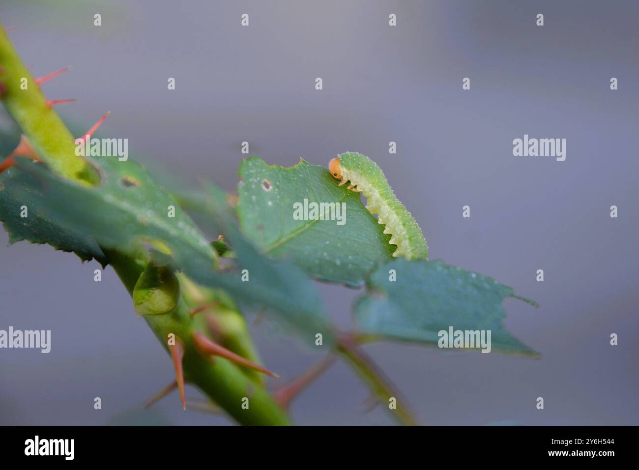 A green bristly rose slug (cladius difformis) is camouflaged as it eats ...