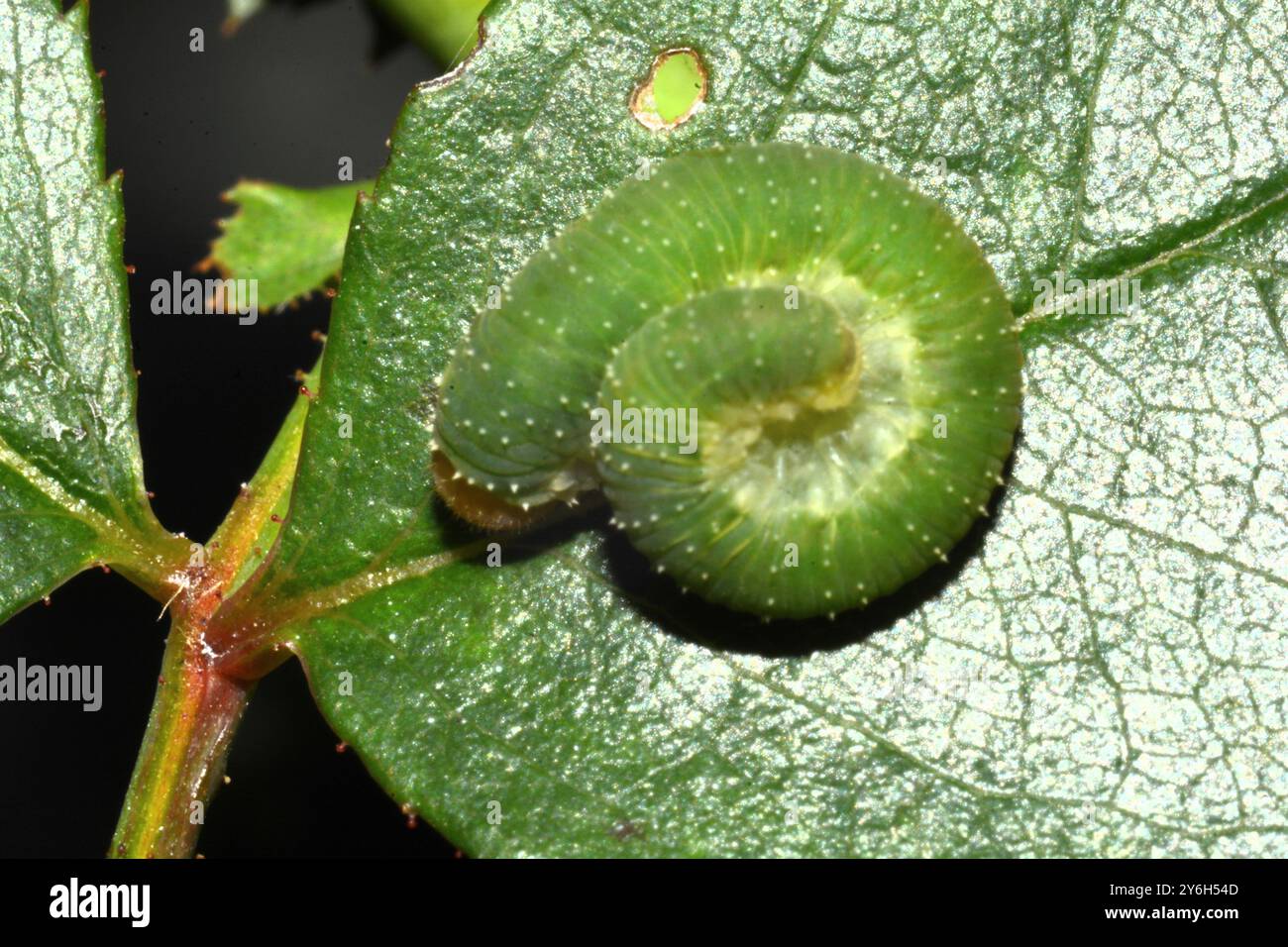 Slug pest damage garden hi-res stock photography and images - Alamy