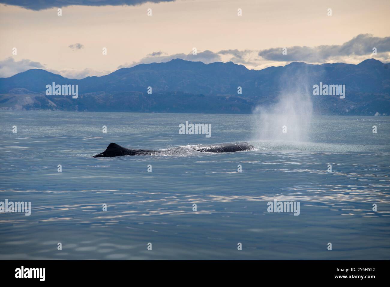 Remi-resident sperm whale Holy Moley, Kaikoura, New Zealand Stock Photo ...
