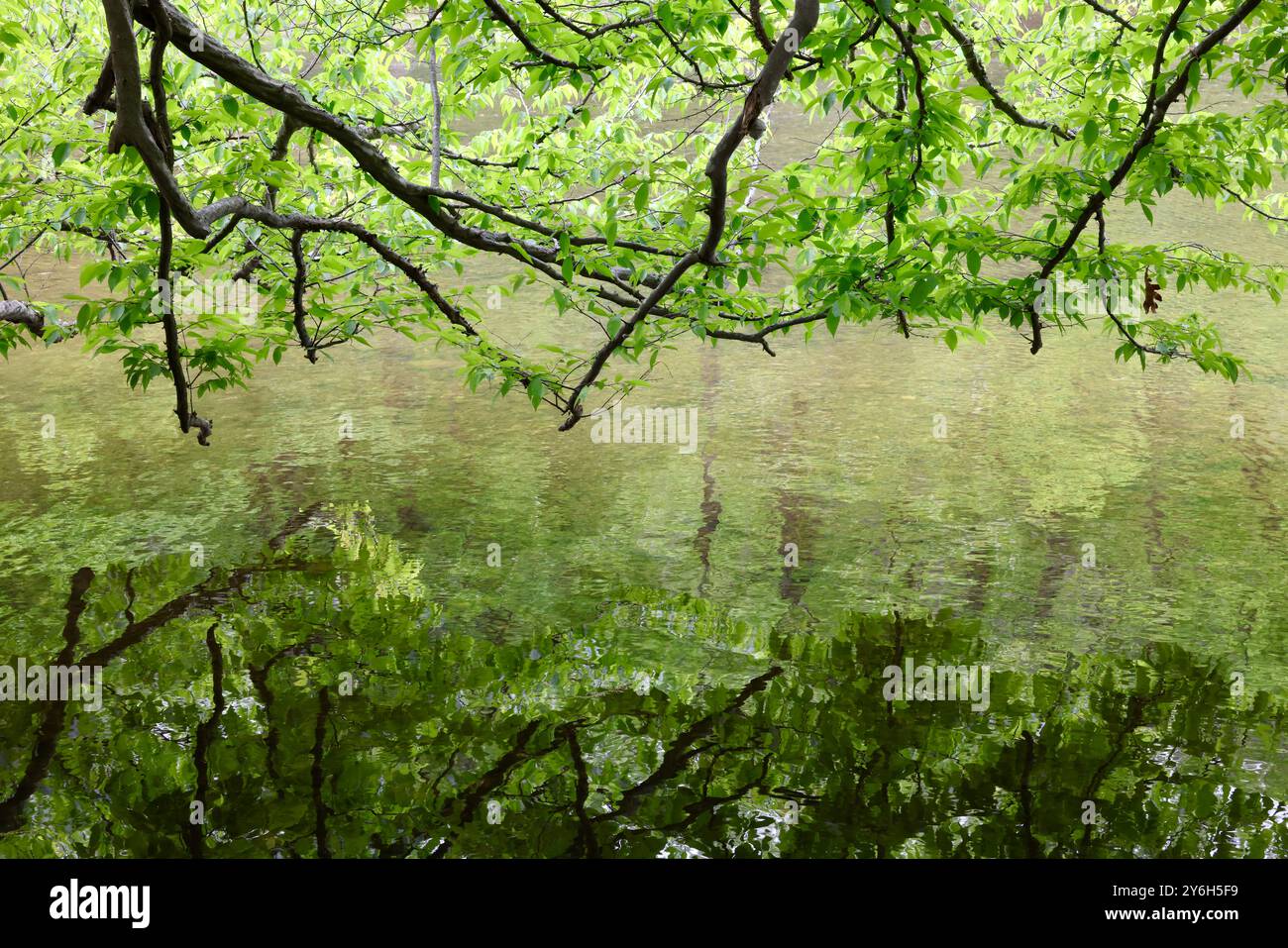 landscape tree reflection Stock Photo - Alamy